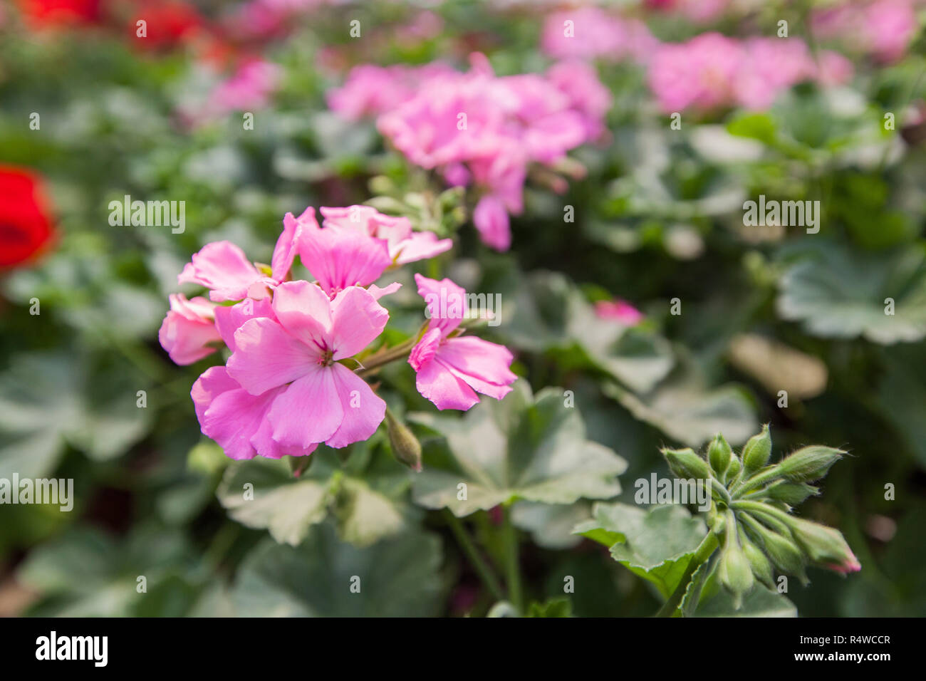 Colorful Spring Flower Stock Photo - Alamy