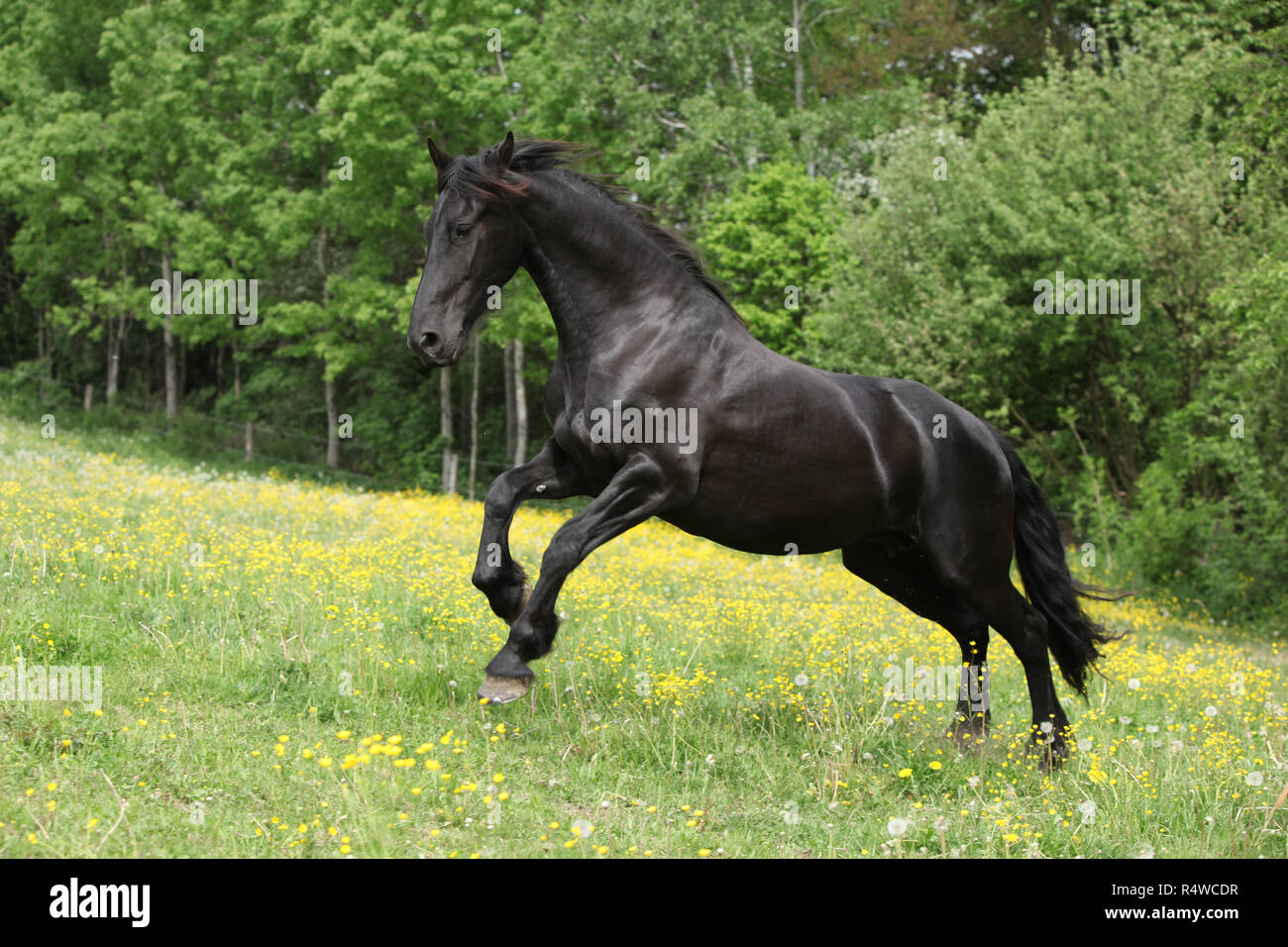 Friesian horse running in yellow flowers on pasturage in summer Stock ...
