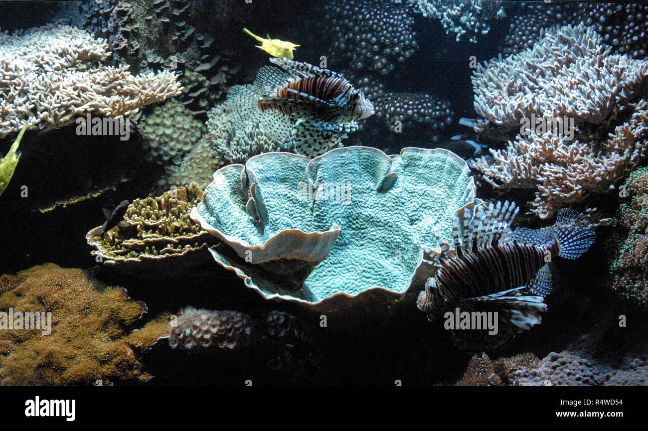 Fish among the tropical reefs at the Nausicaa, Europe's biggest ...