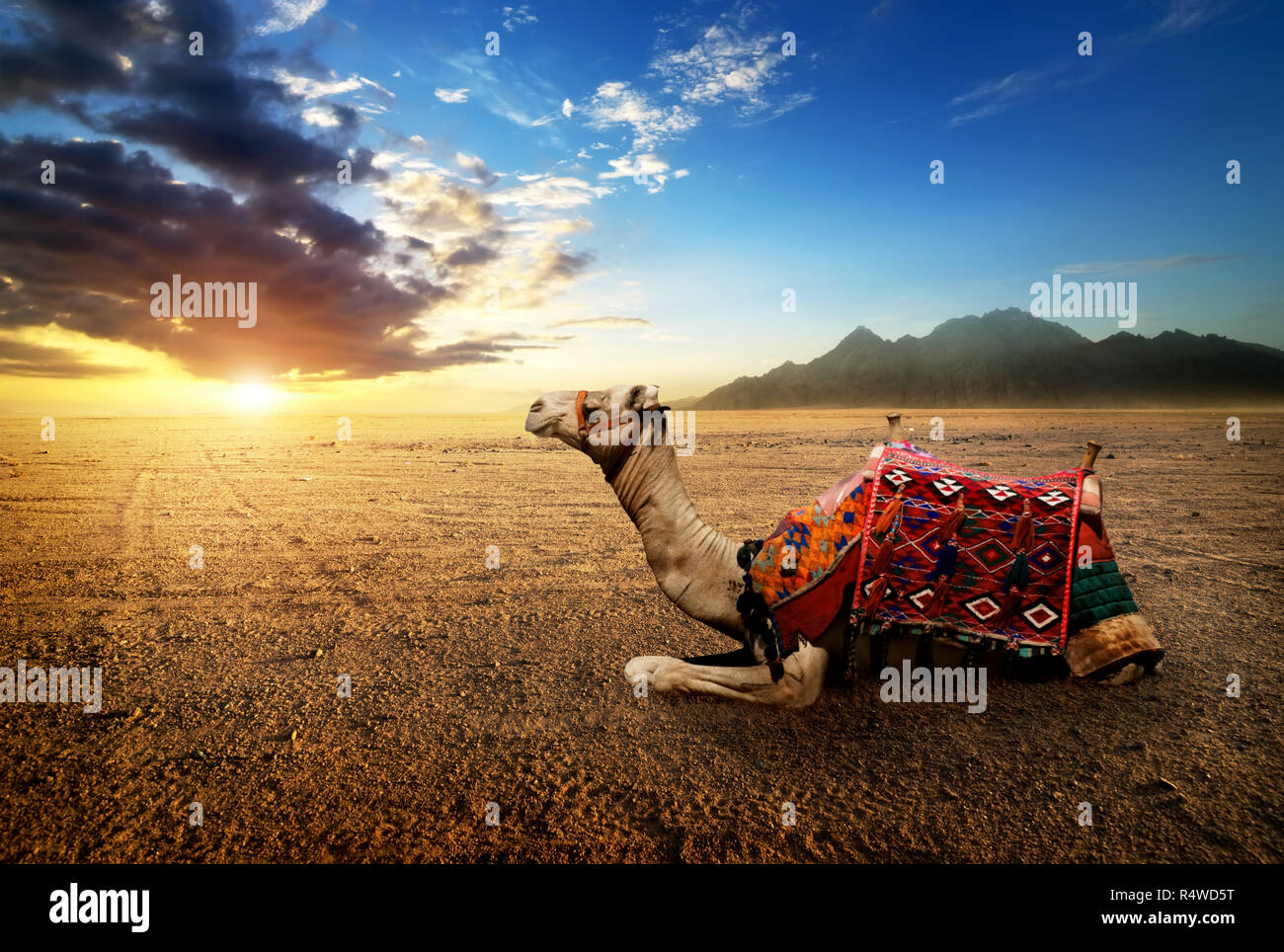 Camel in the desert Stock Photo - Alamy