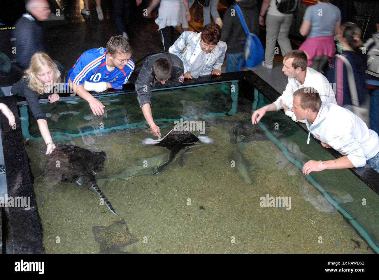 Visitors are allowed to touch theses Stingrays by tickling their ...