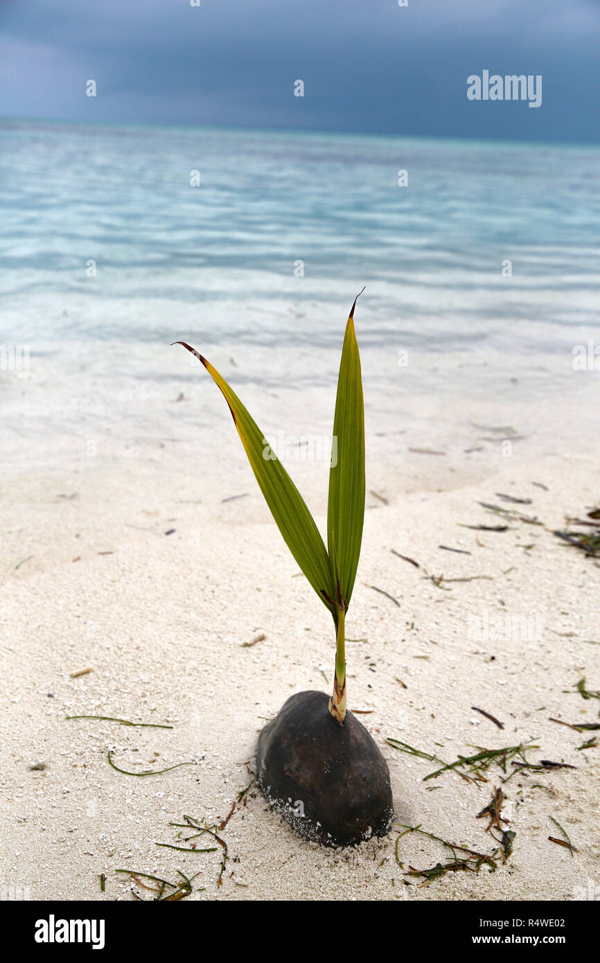 The maldives sea view Stock Photo - Alamy