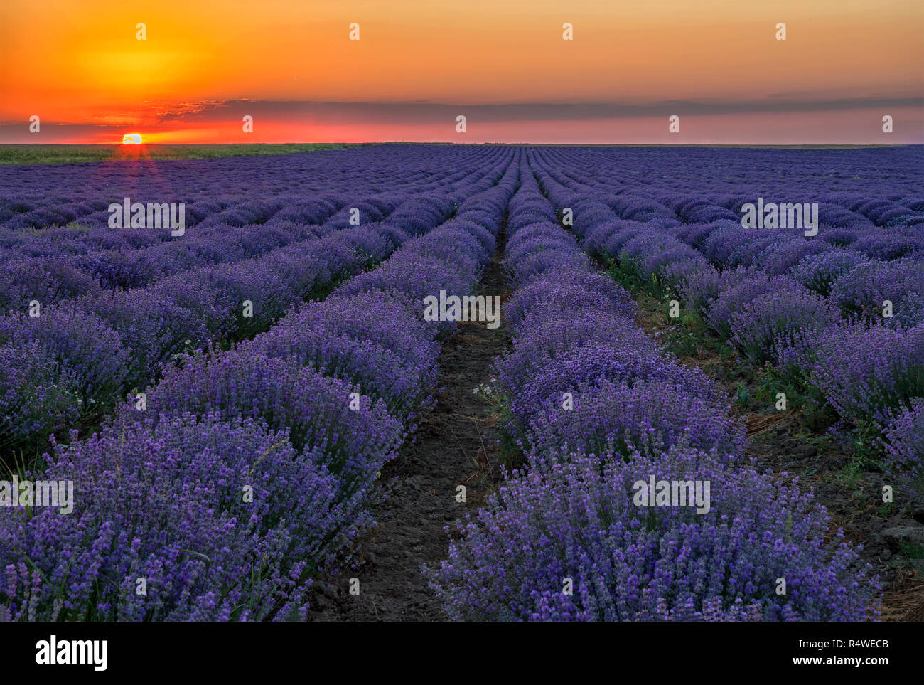 Lavender field at sunrise hi-res stock photography and images - Alamy