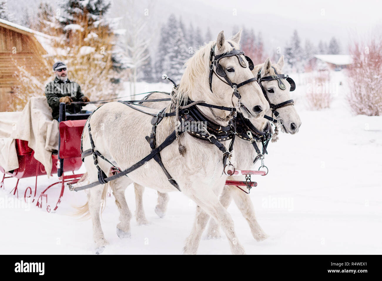 Christmas Horse And Sleigh