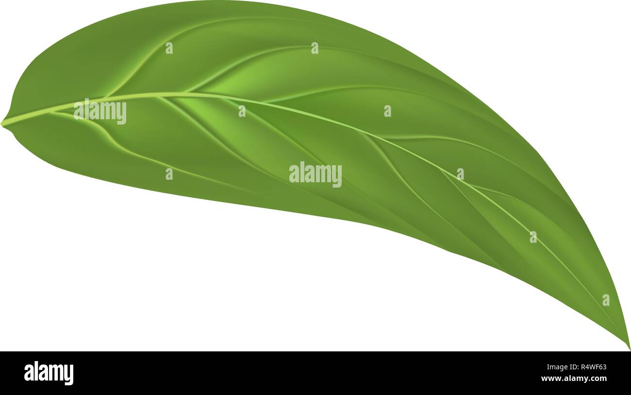 Green leaf peach mockup. Realistic illustration of green leaf peach ...