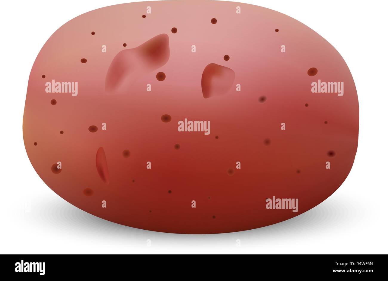 Red potato mockup. Realistic illustration of red potato vector mockup ...