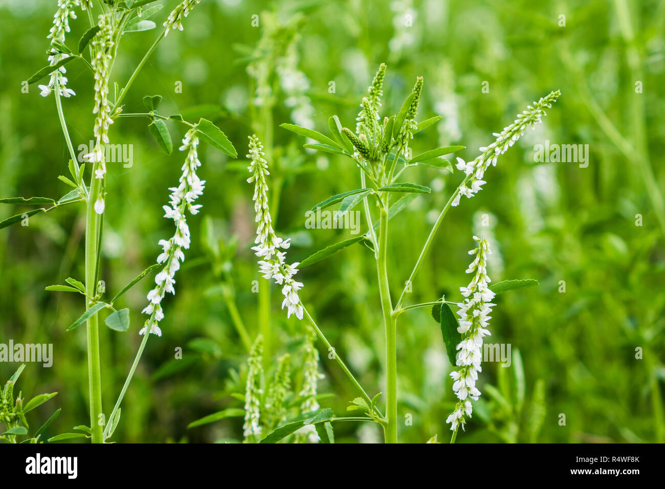 White sweet clover hi-res stock photography and images - Alamy