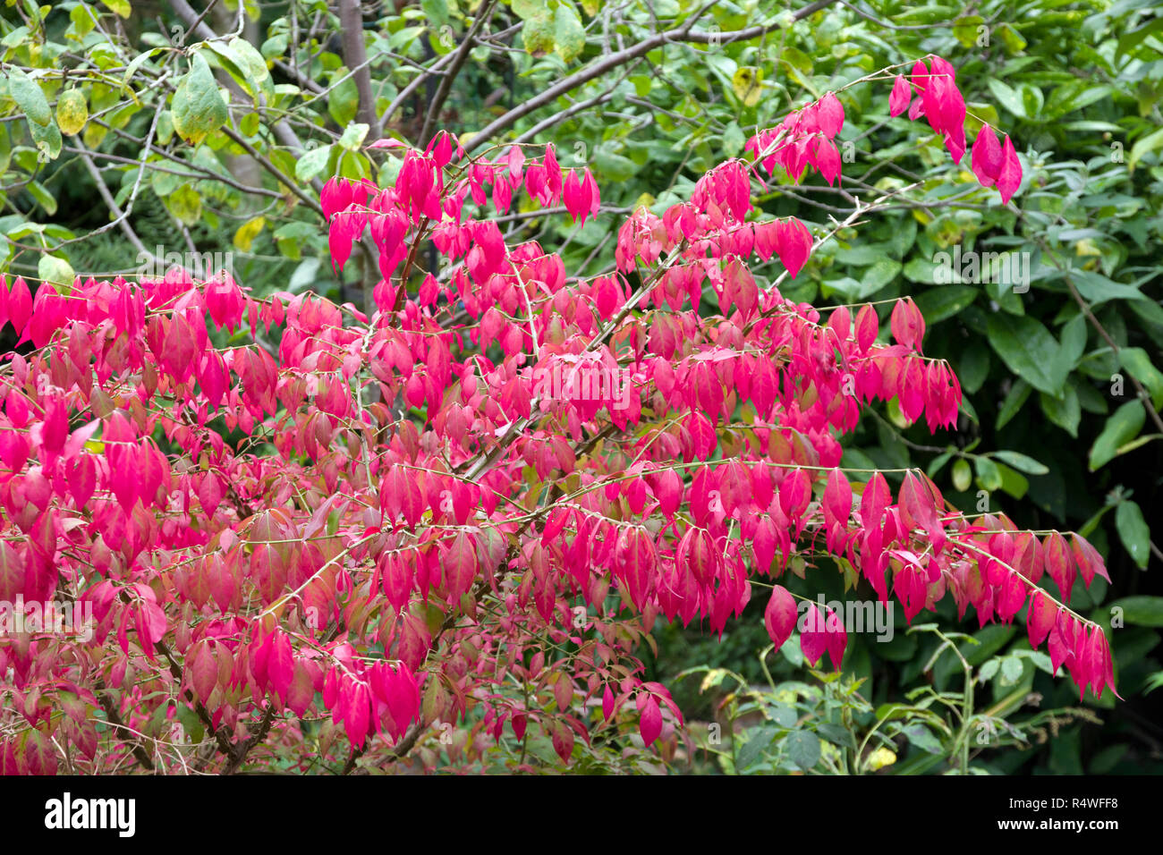 Euonymus alatus winged spindle tree hi-res stock photography and images ...