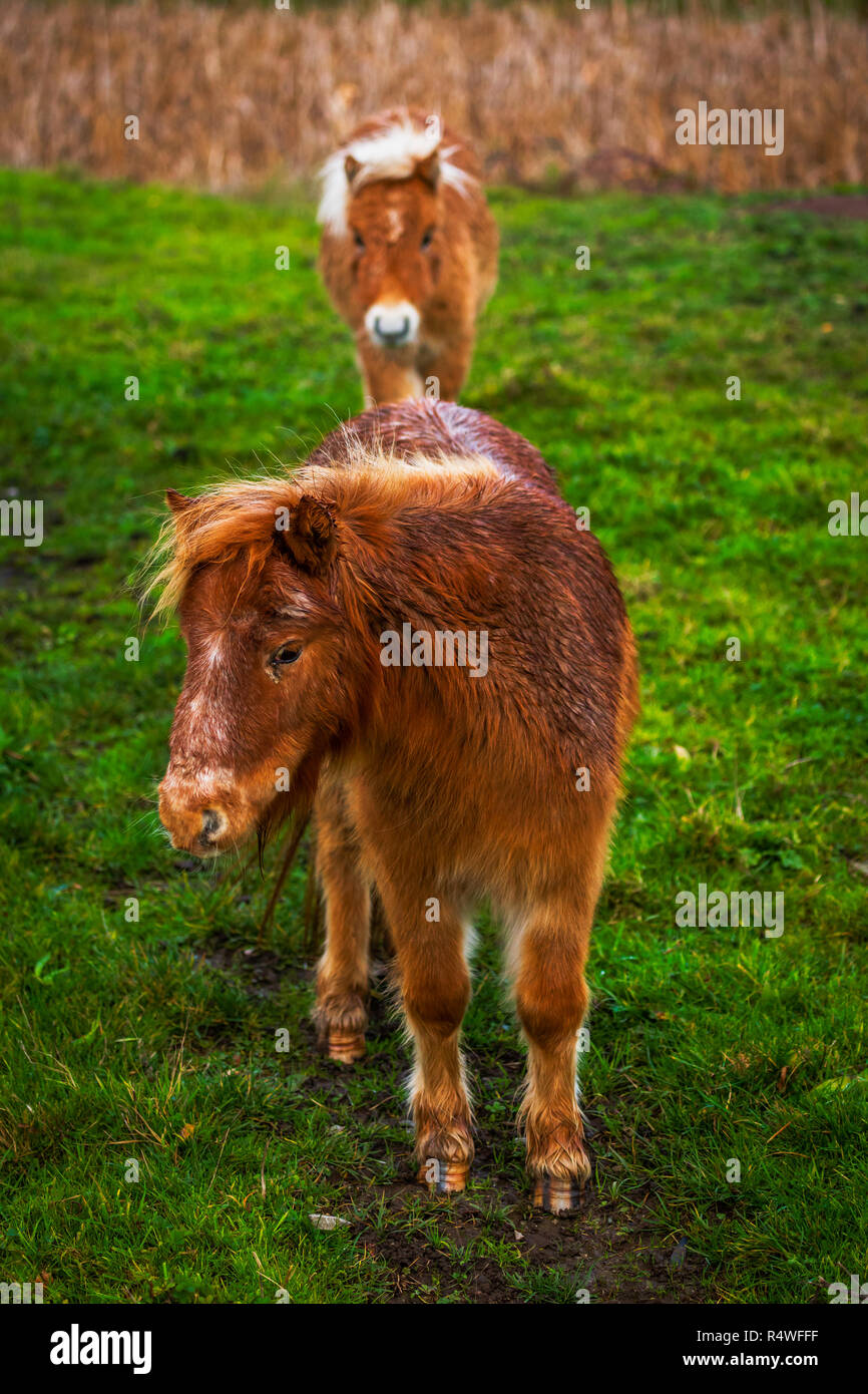 Two small ponies in a roadside field Stock Photo - Alamy