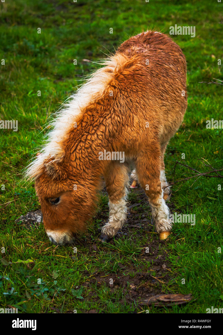 Two small ponies in a roadside field Stock Photo - Alamy