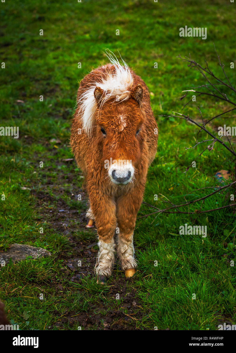 Two small ponies in a roadside field Stock Photo - Alamy