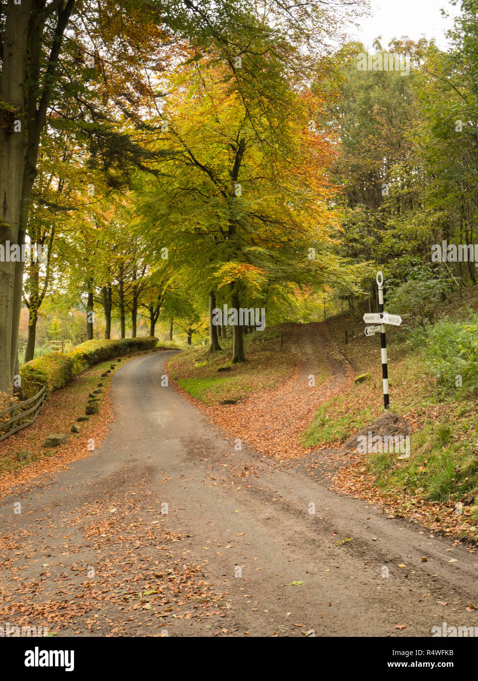 Autumn colours in woods near Arden Hall, North Yorkshire Stock Photo ...