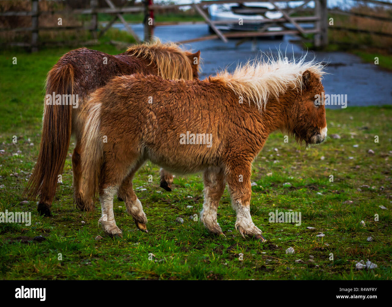 Two small ponies in a roadside field Stock Photo - Alamy