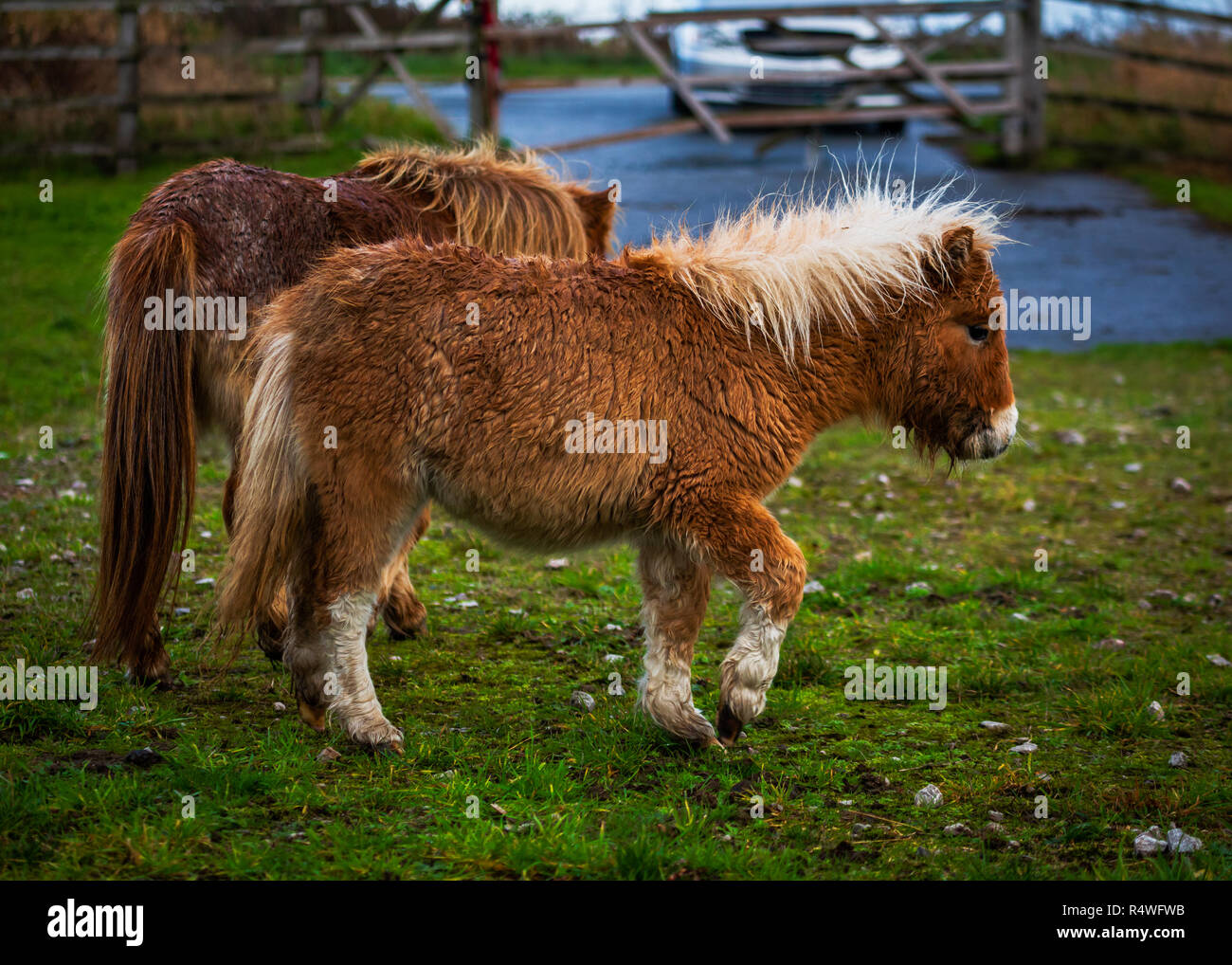 Two small ponies in a roadside field Stock Photo - Alamy