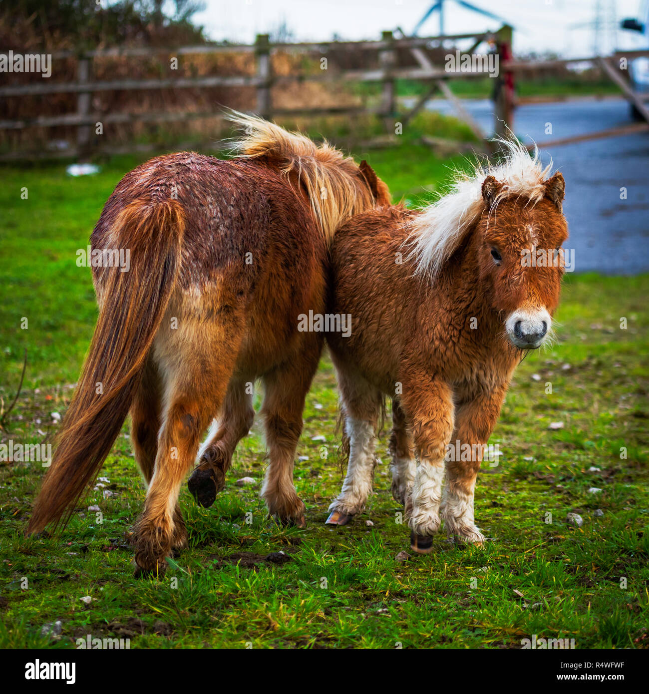 Two small ponies in a roadside field Stock Photo - Alamy