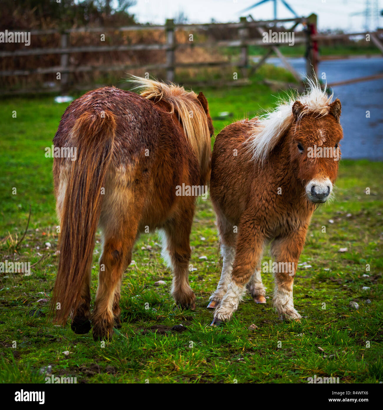Two small ponies in a roadside field Stock Photo - Alamy