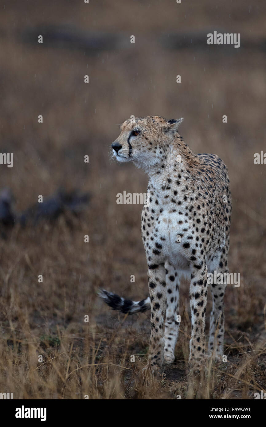 Cheetah in rain hi-res stock photography and images - Alamy