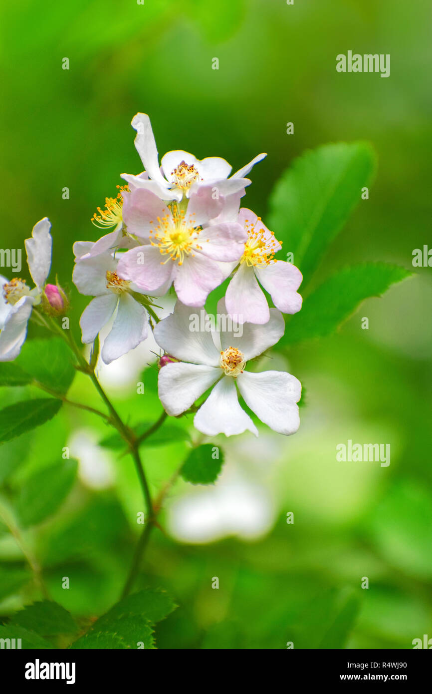 Rosa multiflora flower hi-res stock photography and images - Alamy