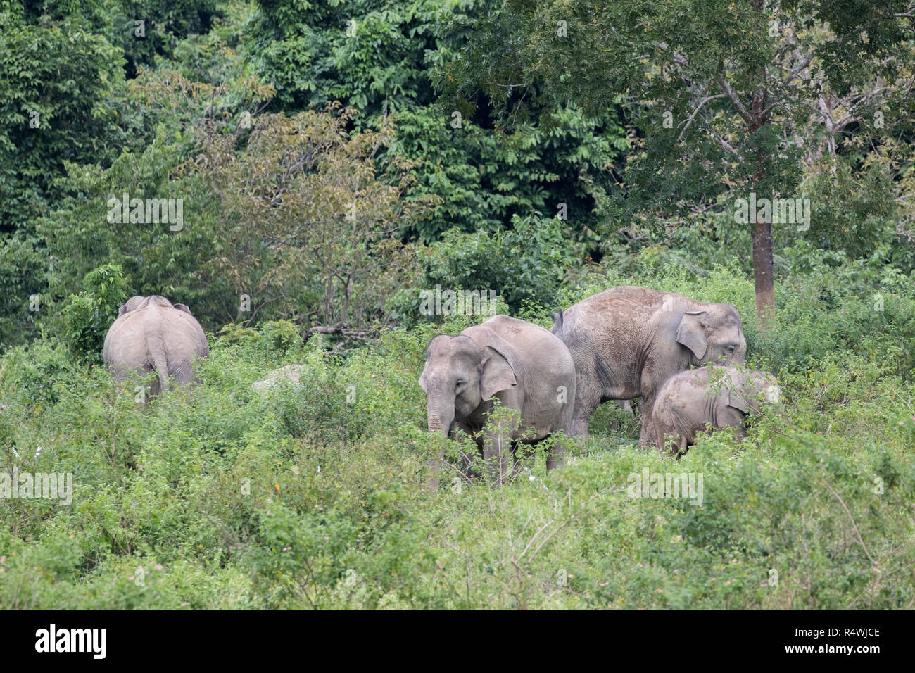 Asian elephants are the largest living land animals in Asia.Asian ...