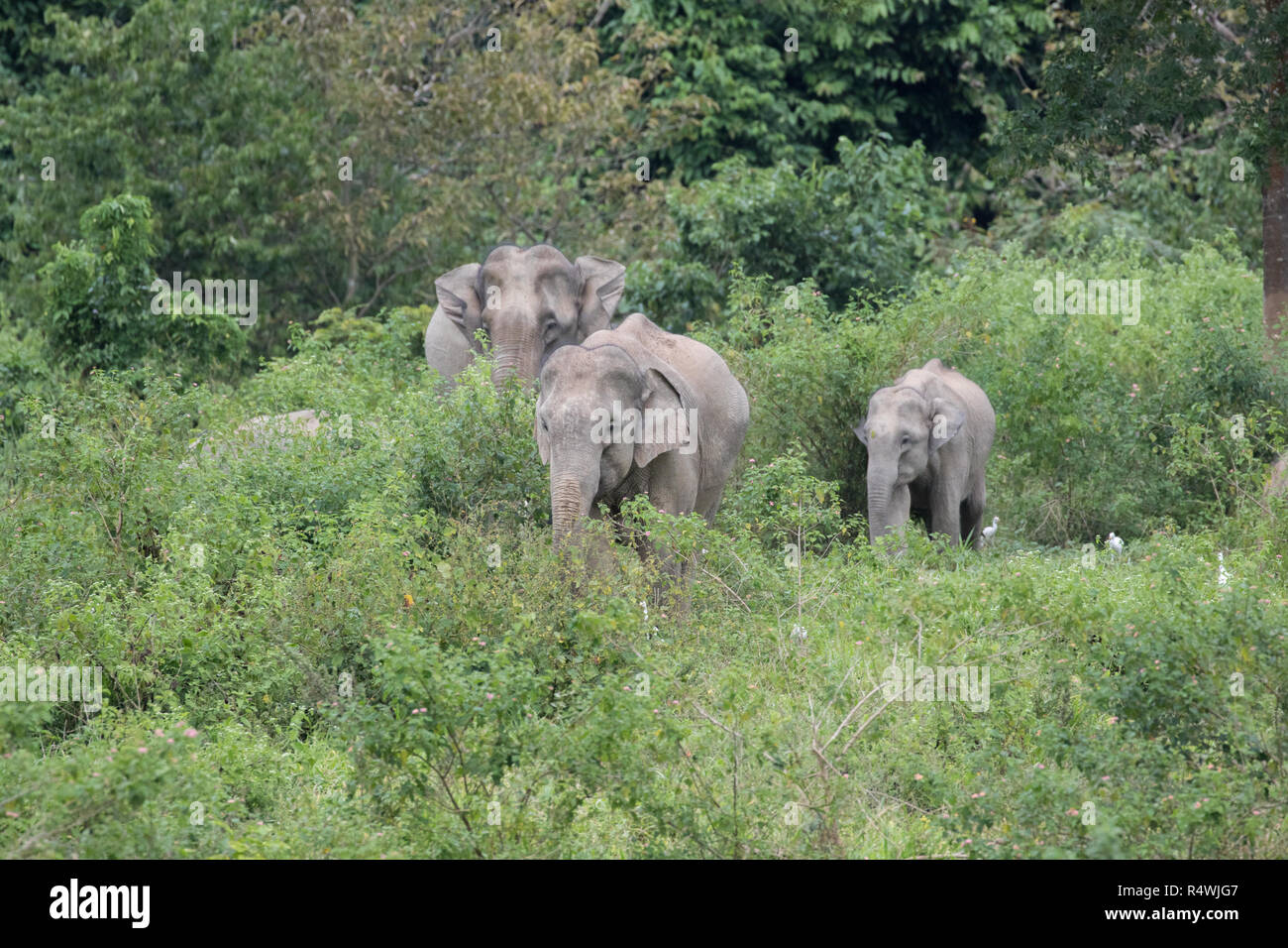 Asian elephants are the largest living land animals in Asia.Asian ...
