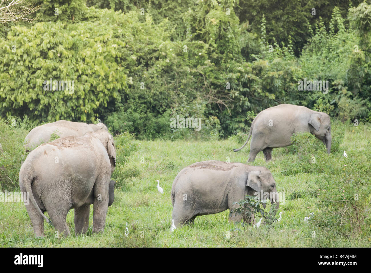 Asian elephants are the largest living land animals in Asia.Asian ...