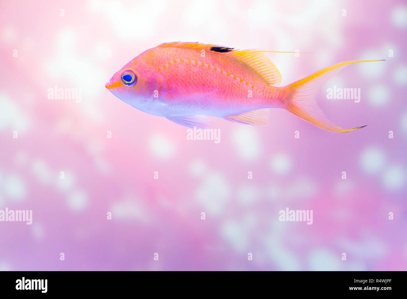 Close up shot of pink anthias on glittering background Stock Photo - Alamy