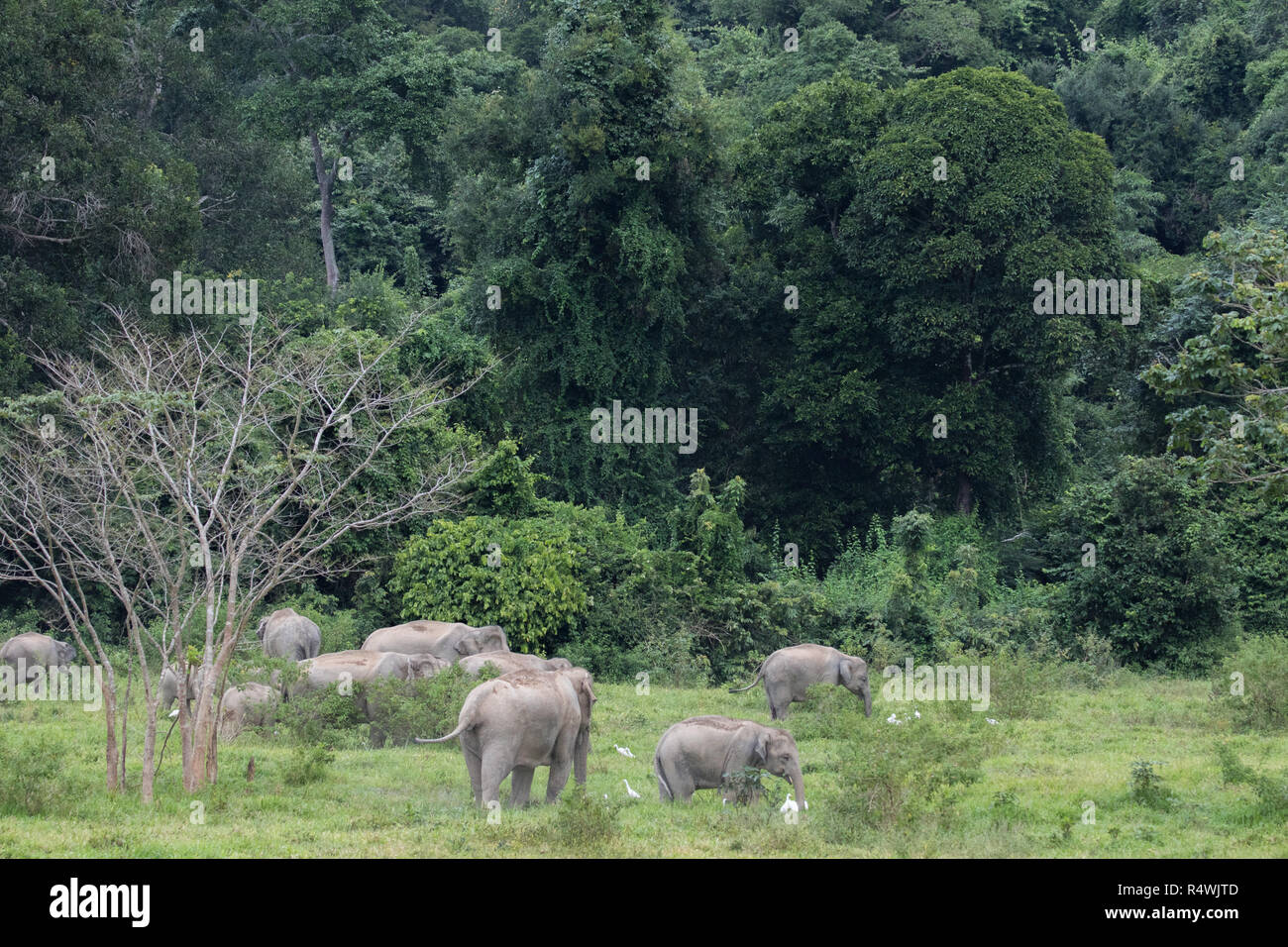 Asian elephants are the largest living land animals in Asia.Asian ...