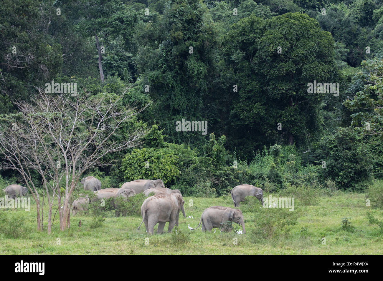 Asian elephants are the largest living land animals in Asia.Asian ...