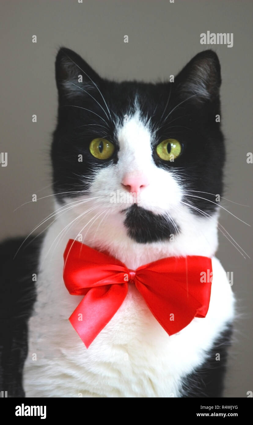 black and white cat with a red bow Stock Photo - Alamy