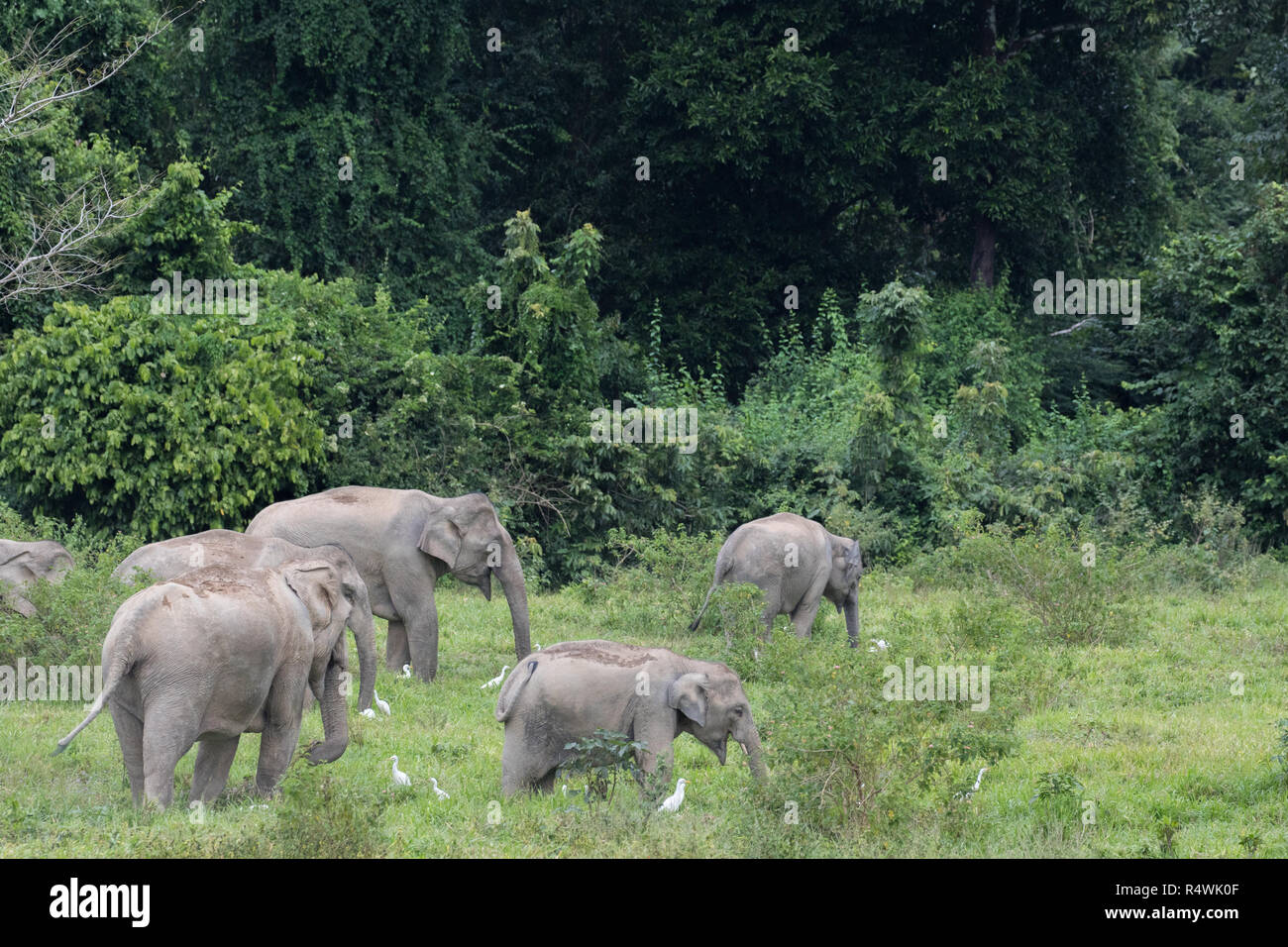 Asian elephants are the largest living land animals in Asia.Asian ...