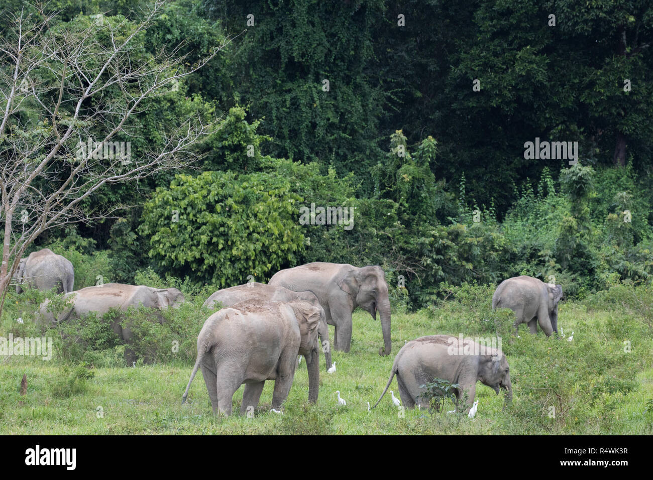 Asian elephants are the largest living land animals in Asia.Asian ...