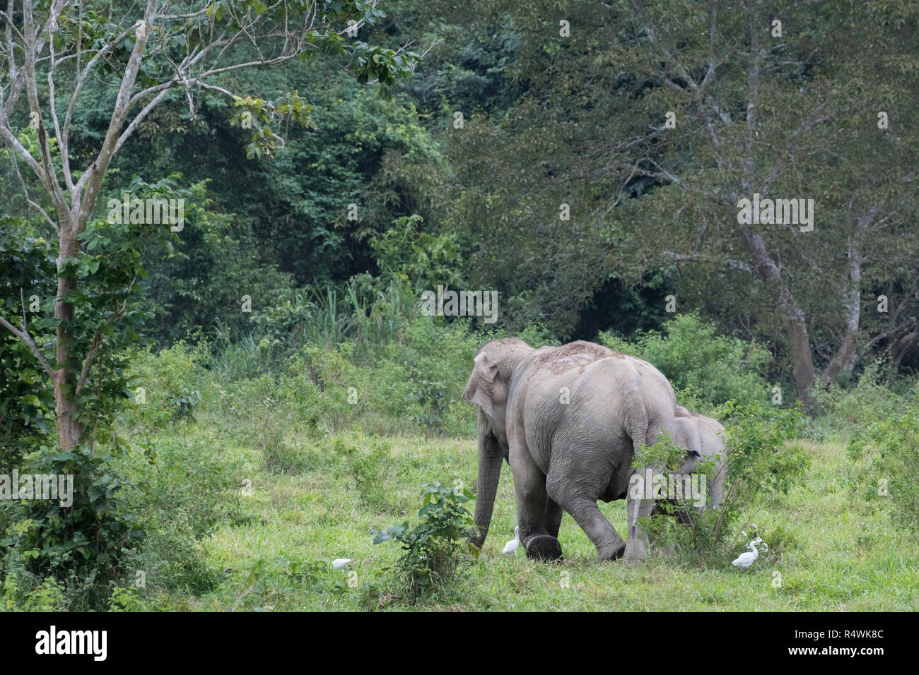 Asian elephants are the largest living land animals in Asia.Asian ...