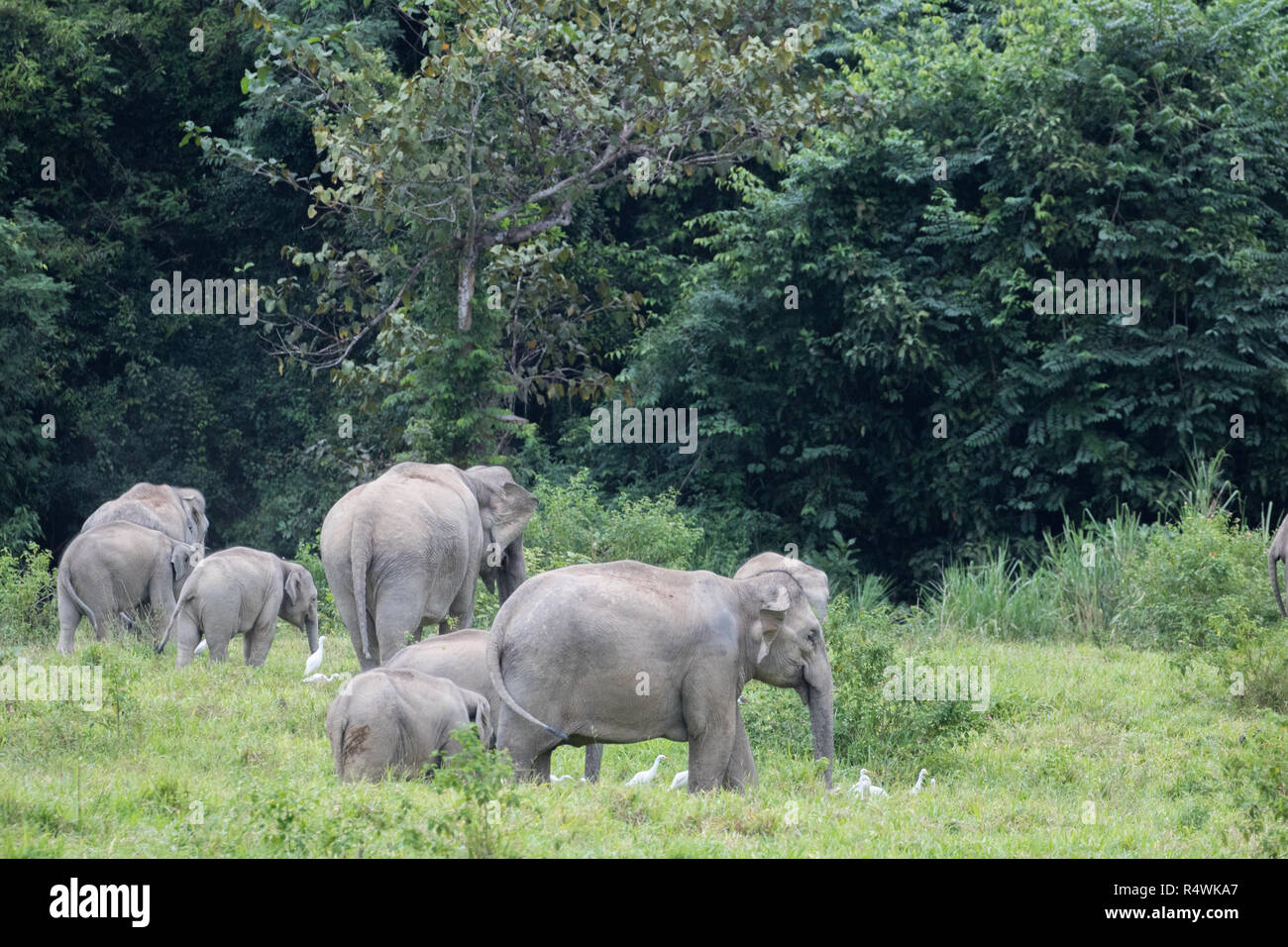 Asian elephants are the largest living land animals in Asia.Asian ...