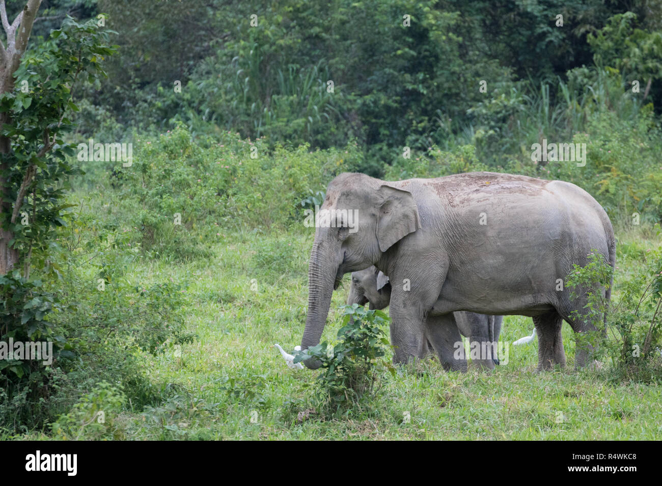 Asian elephants are the largest living land animals in Asia.Asian ...