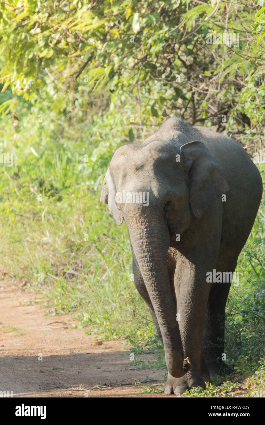 Asian elephants are the largest living land animals in Asia.Asian ...