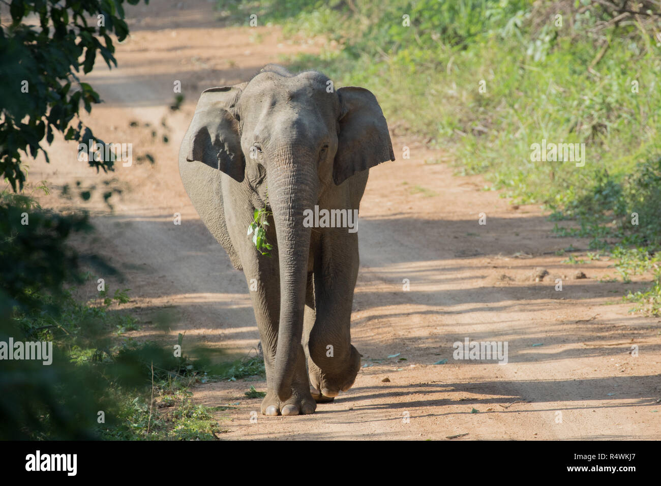 Asian elephants are the largest living land animals in Asia.Asian ...