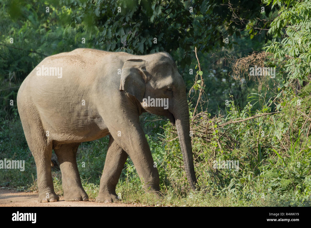Asian elephants are the largest living land animals in Asia.Asian ...