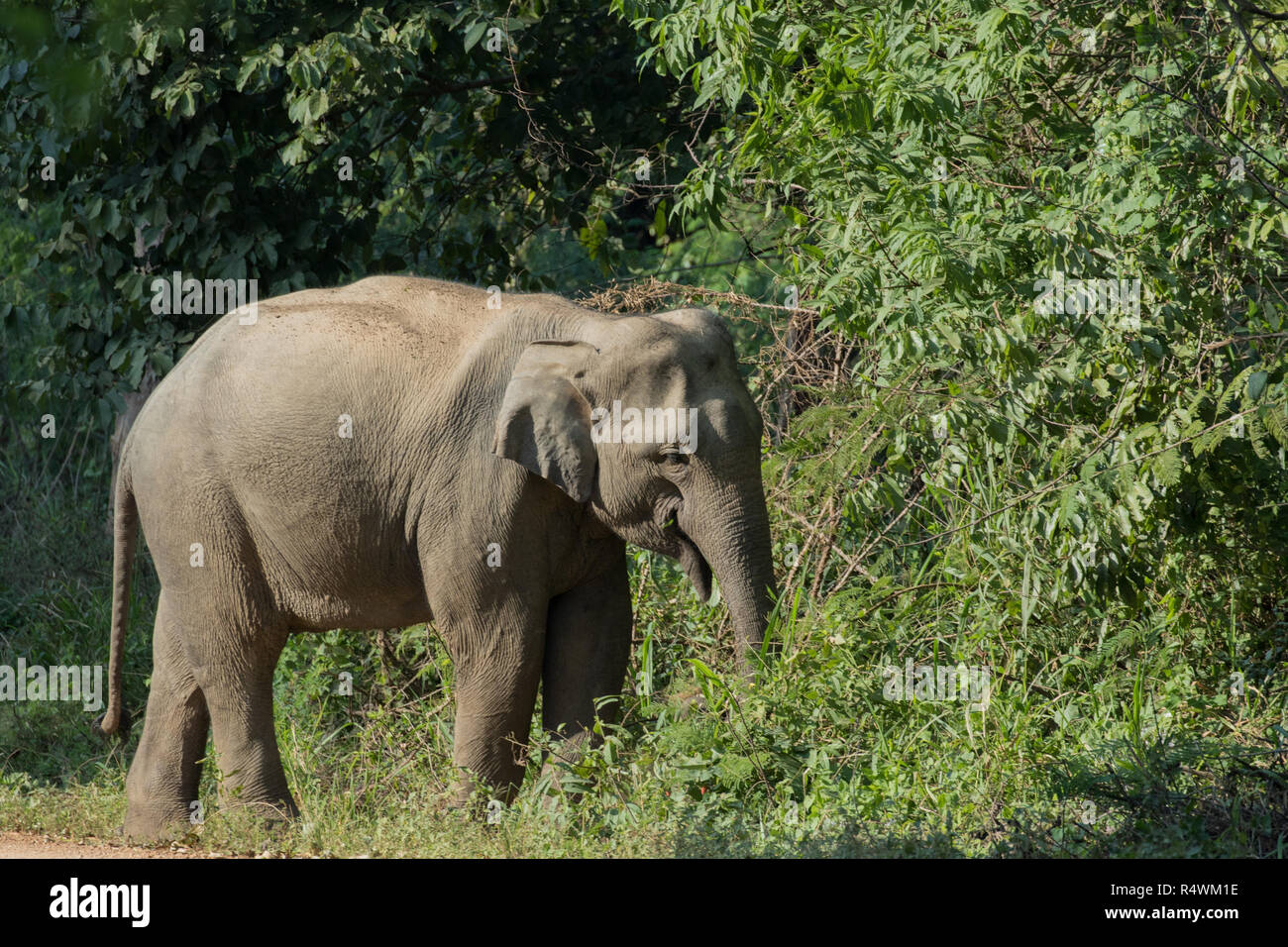 Asian elephants are the largest living land animals in Asia.Asian ...