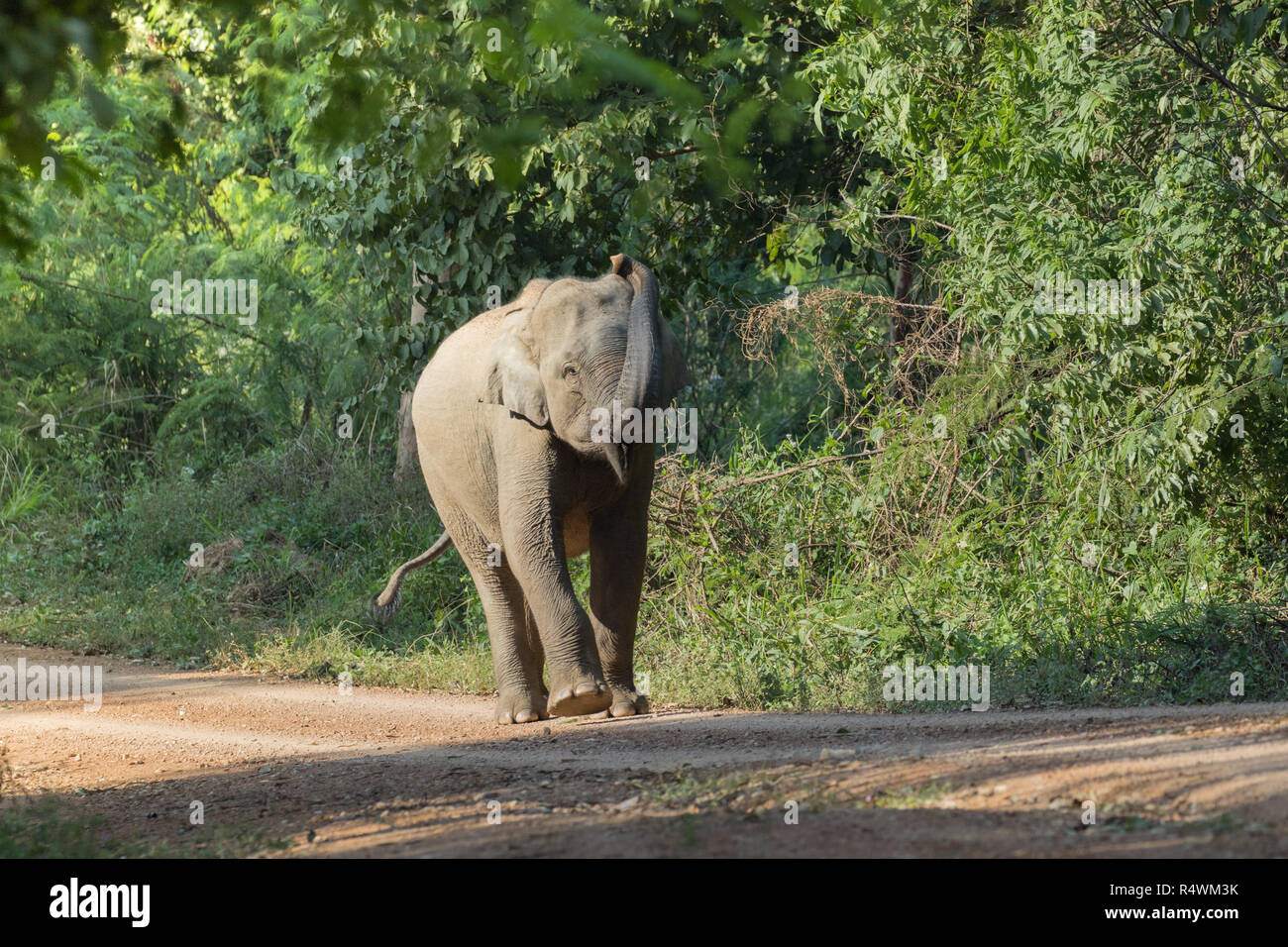 Asian elephants are the largest living land animals in Asia.Asian ...