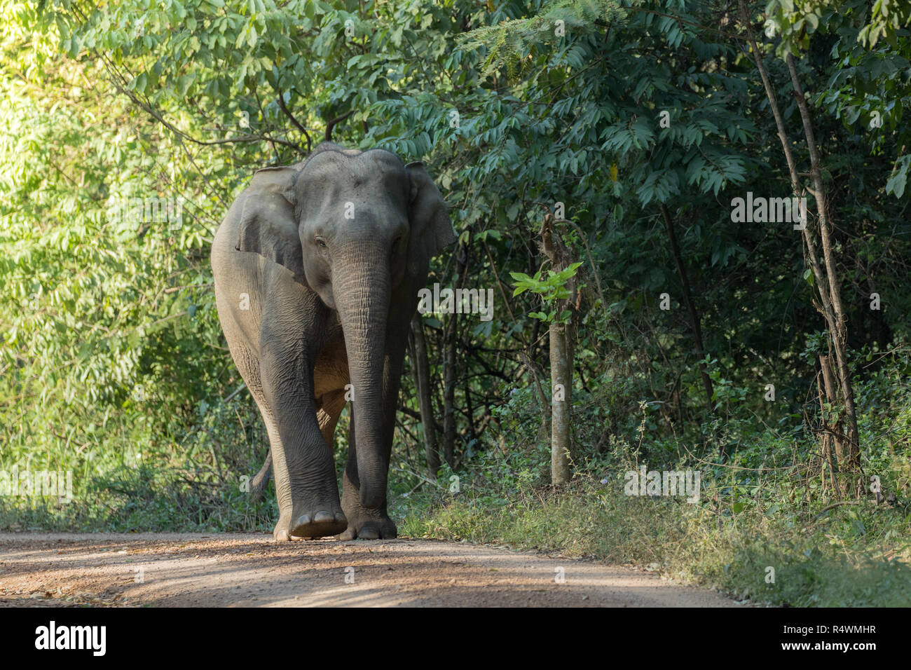 Asian elephants are the largest living land animals in Asia.Asian ...