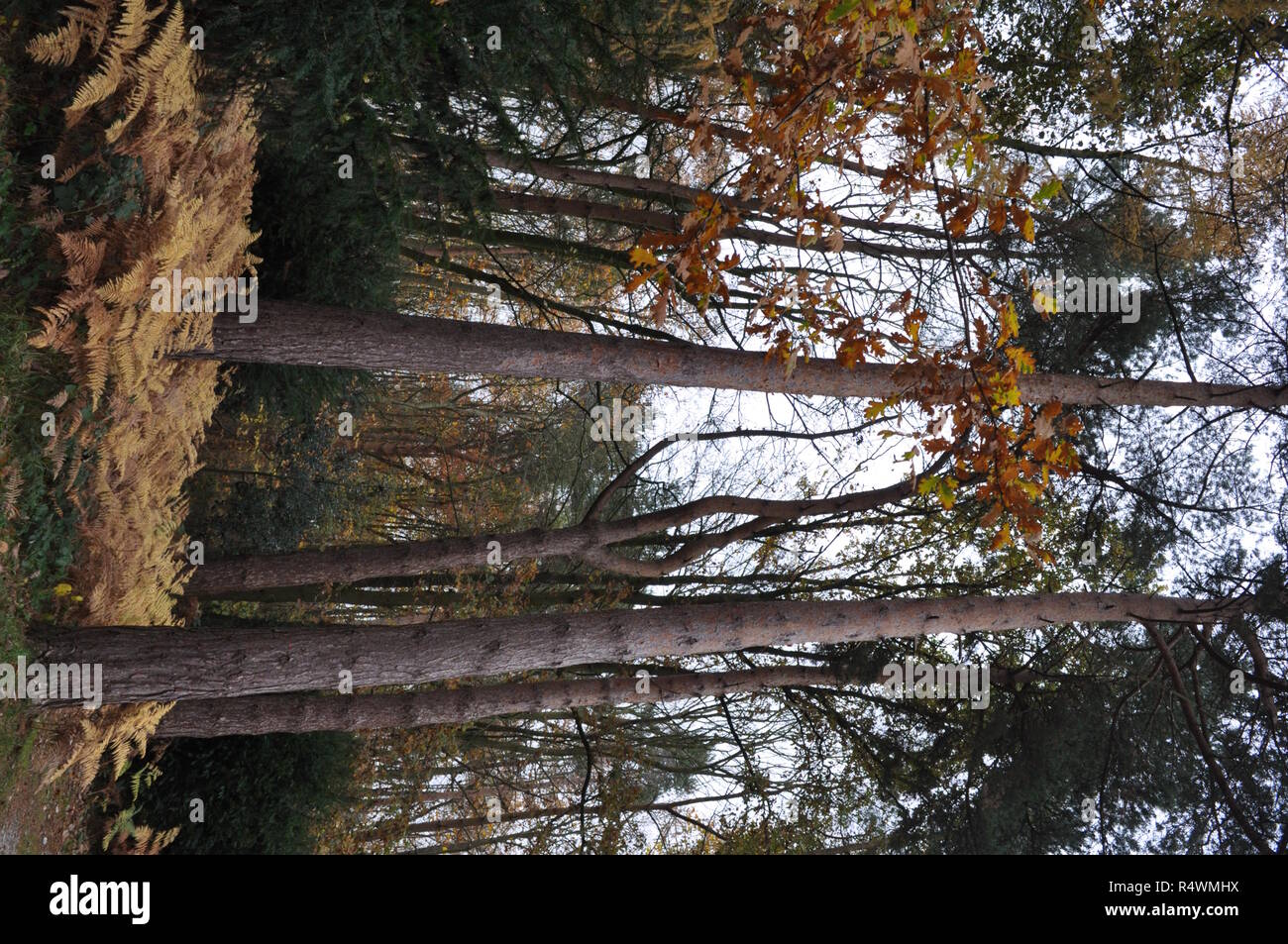 Tall norfolk tree ferns hi-res stock photography and images - Alamy