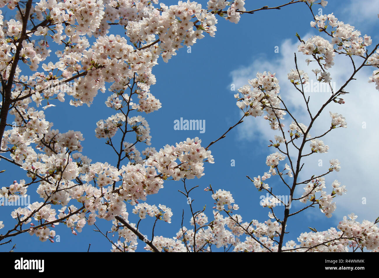Hanami (cherry trees are blooming) in Kyoto (Japan Stock Photo - Alamy