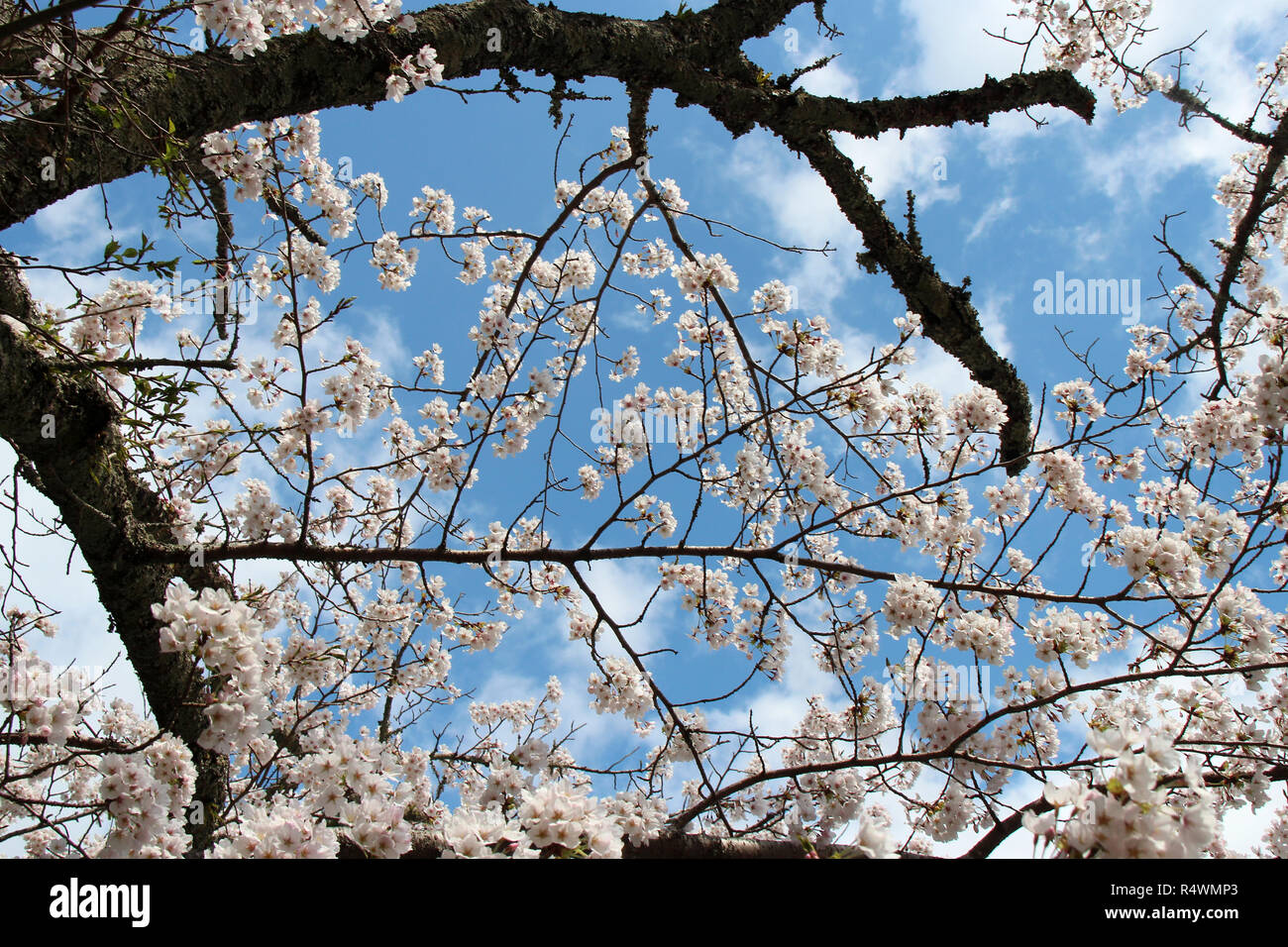 Cherry trees in arashiyama hi-res stock photography and images - Alamy