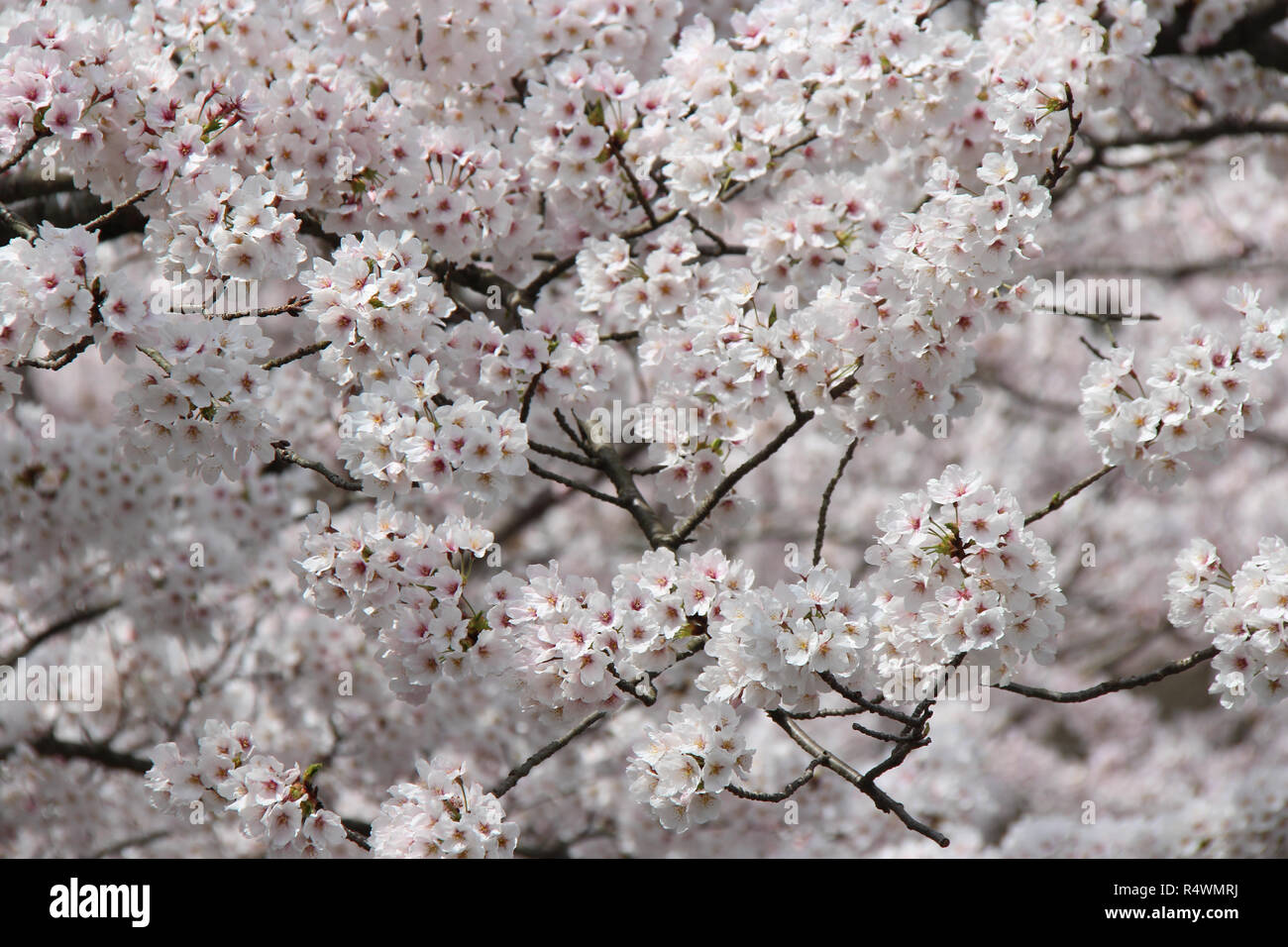 Hanami (cherry trees are blooming) in Kyoto (Japan Stock Photo - Alamy