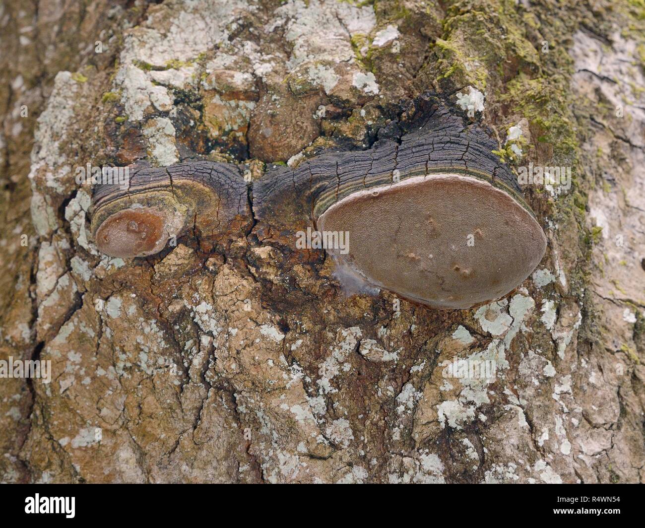 White heartwood rot hi-res stock photography and images - Alamy