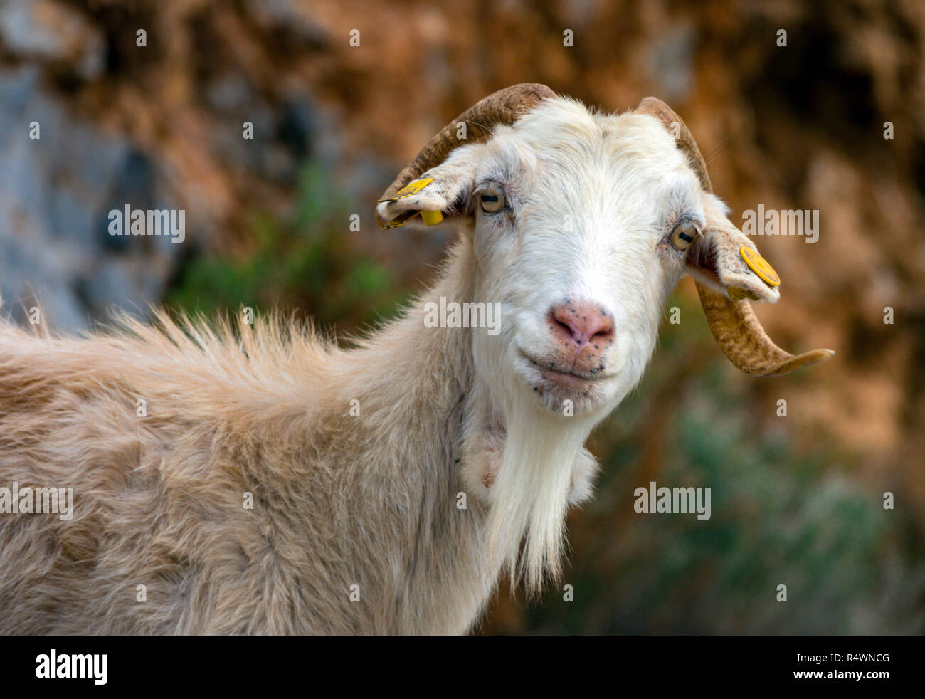 Goat beard hi-res stock photography and images - Alamy