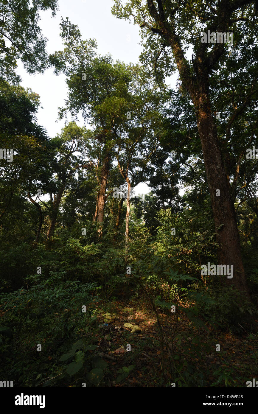 Buxa Tiger Reserve of Buxa National Park in Jalpaiguri district of West ...