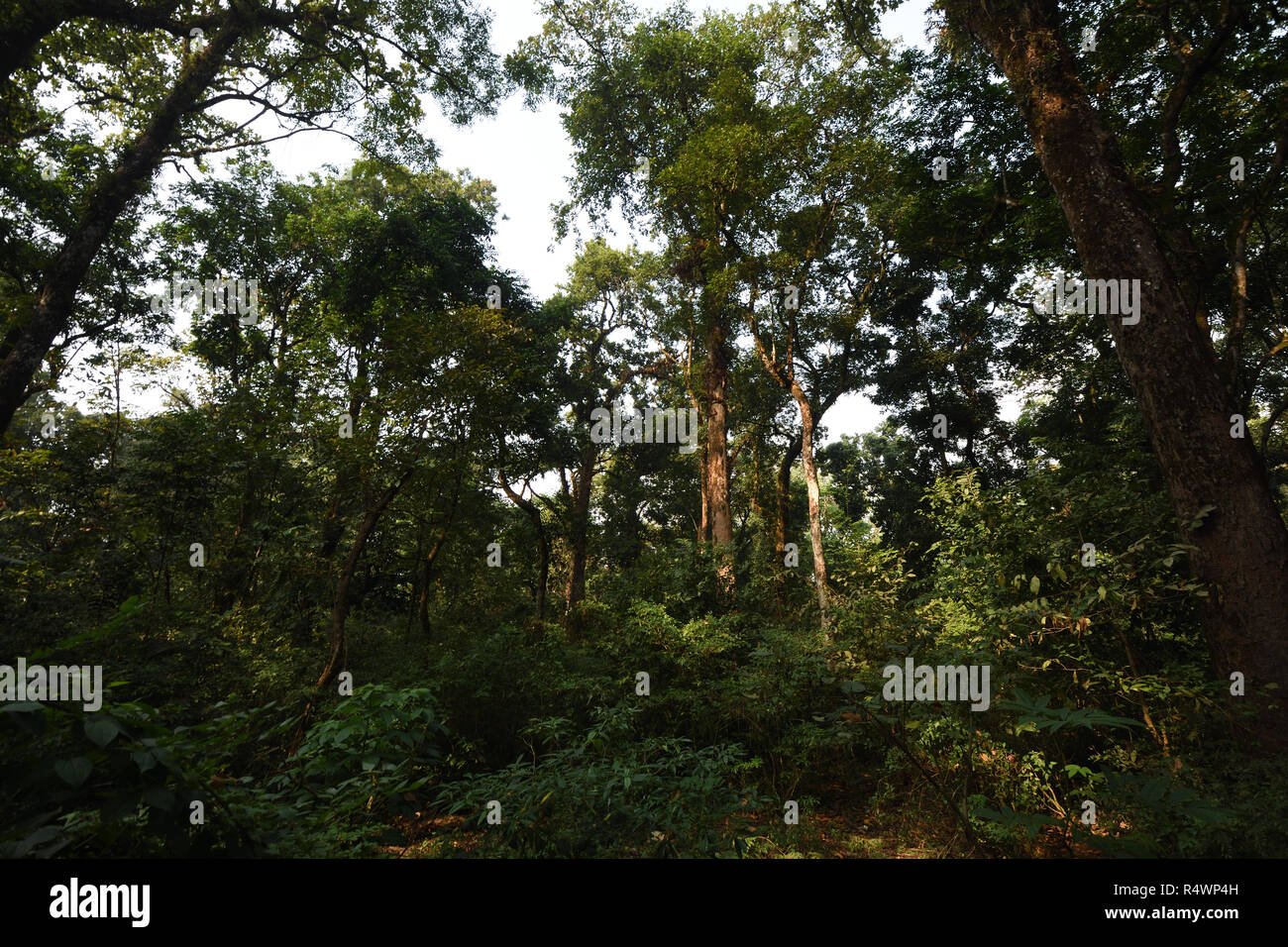 Buxa Tiger Reserve of Buxa National Park in Jalpaiguri district of West ...