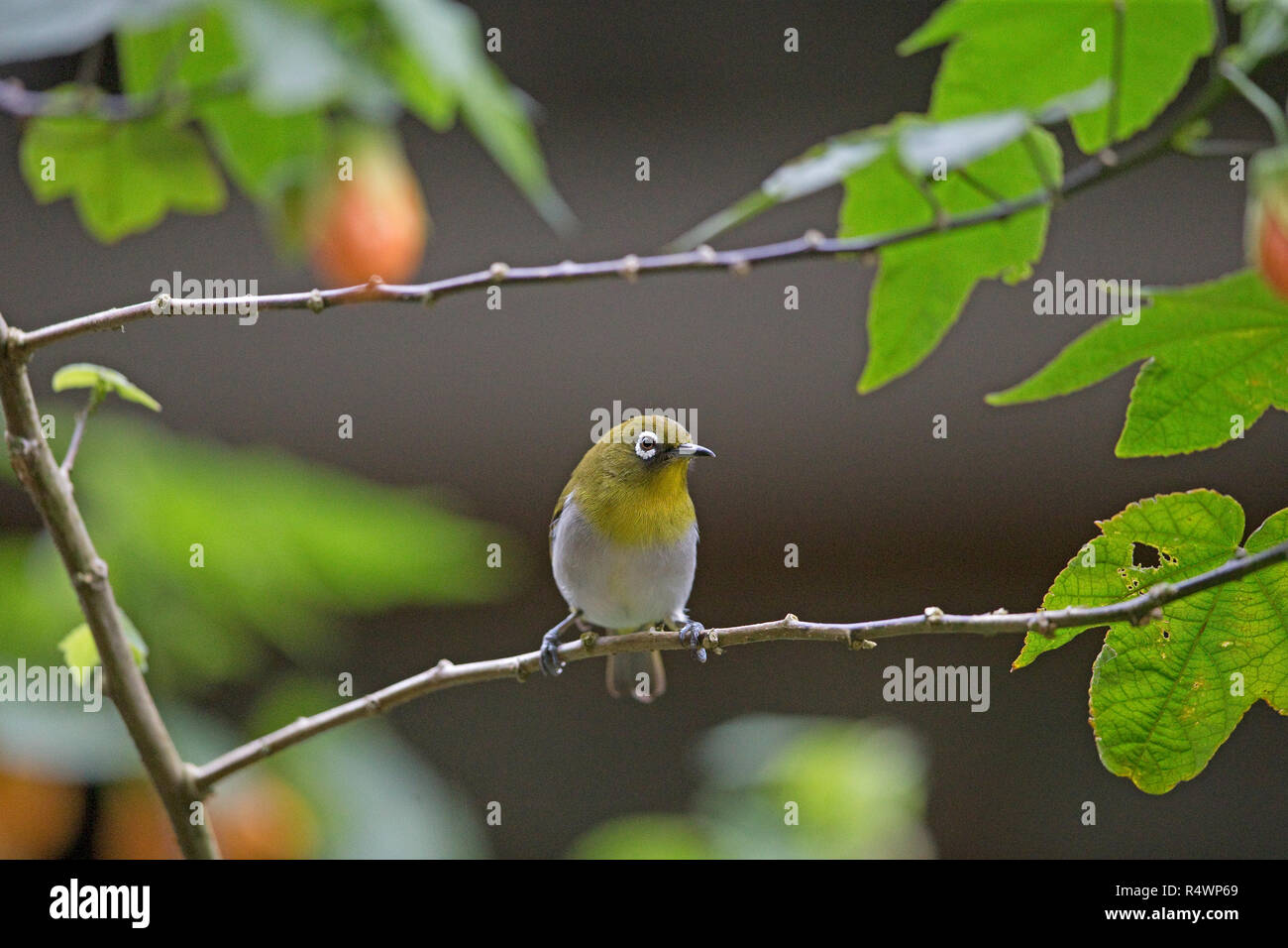 Sri Lanka White-eye (Zosterops ceylonensis Stock Photo - Alamy