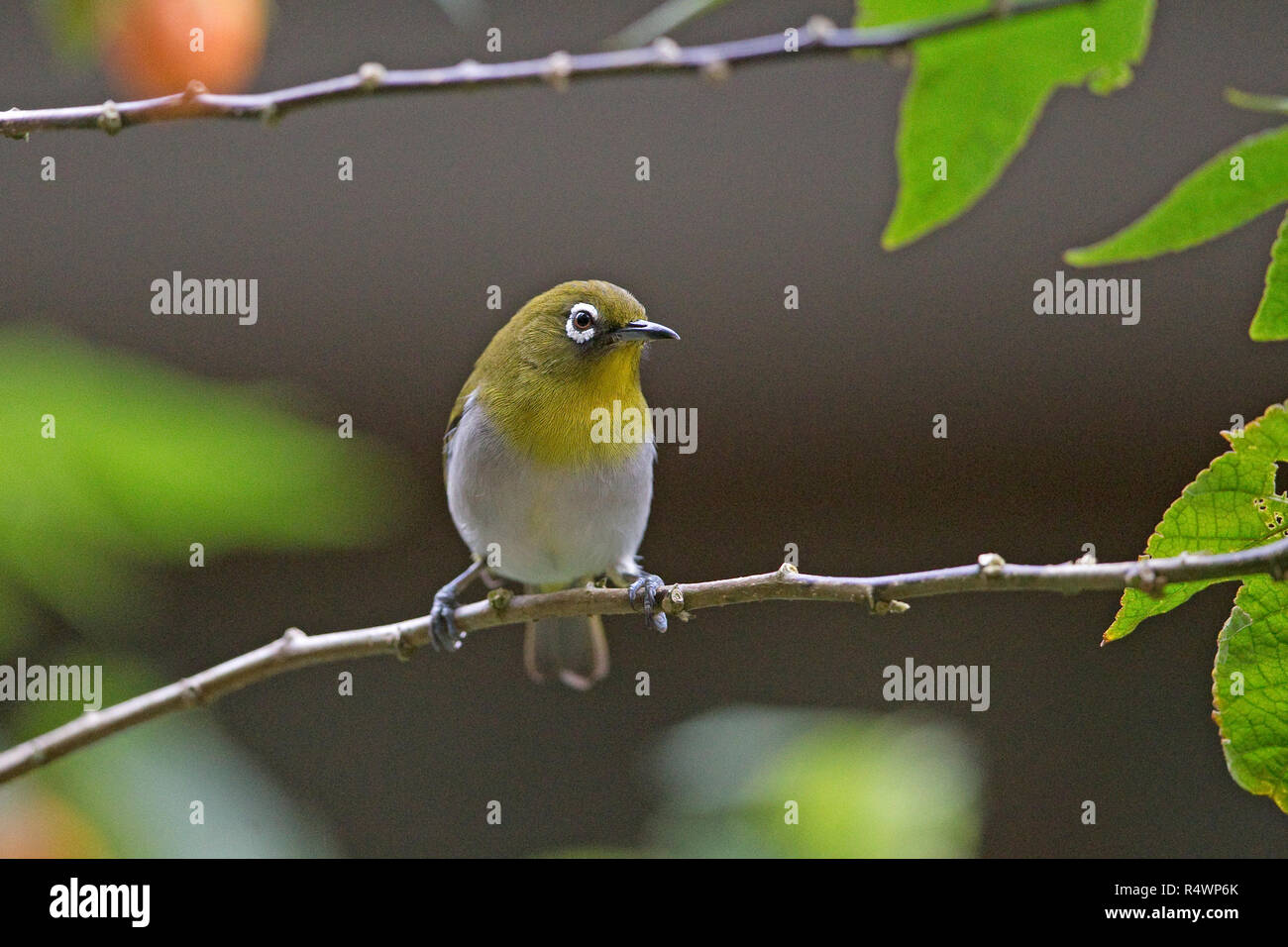 Sri Lanka White-eye (Zosterops ceylonensis Stock Photo - Alamy